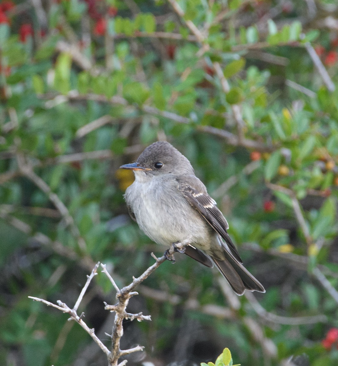 eBird Checklist - 28 Oct 2022 - Fort Morgan--Stables - 27 species (+1 ...