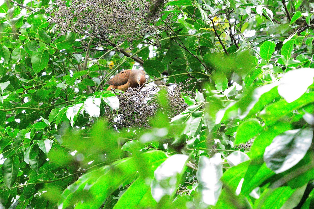 eBird Checklist - 28 Jun 2022 - Julatten - 31 species