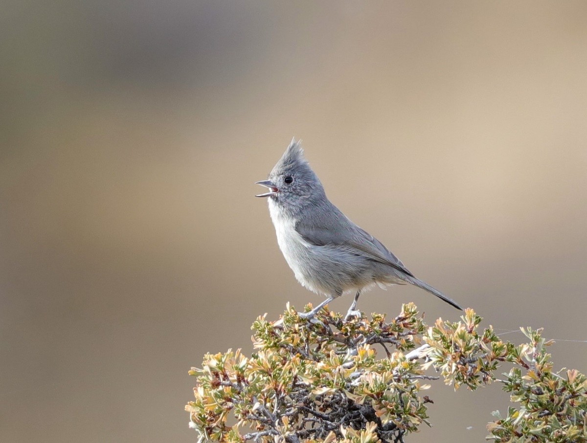 eBird Checklist - 28 Oct 2022 - 595 Crystal Park Rd, Reno US-NV 39. ...