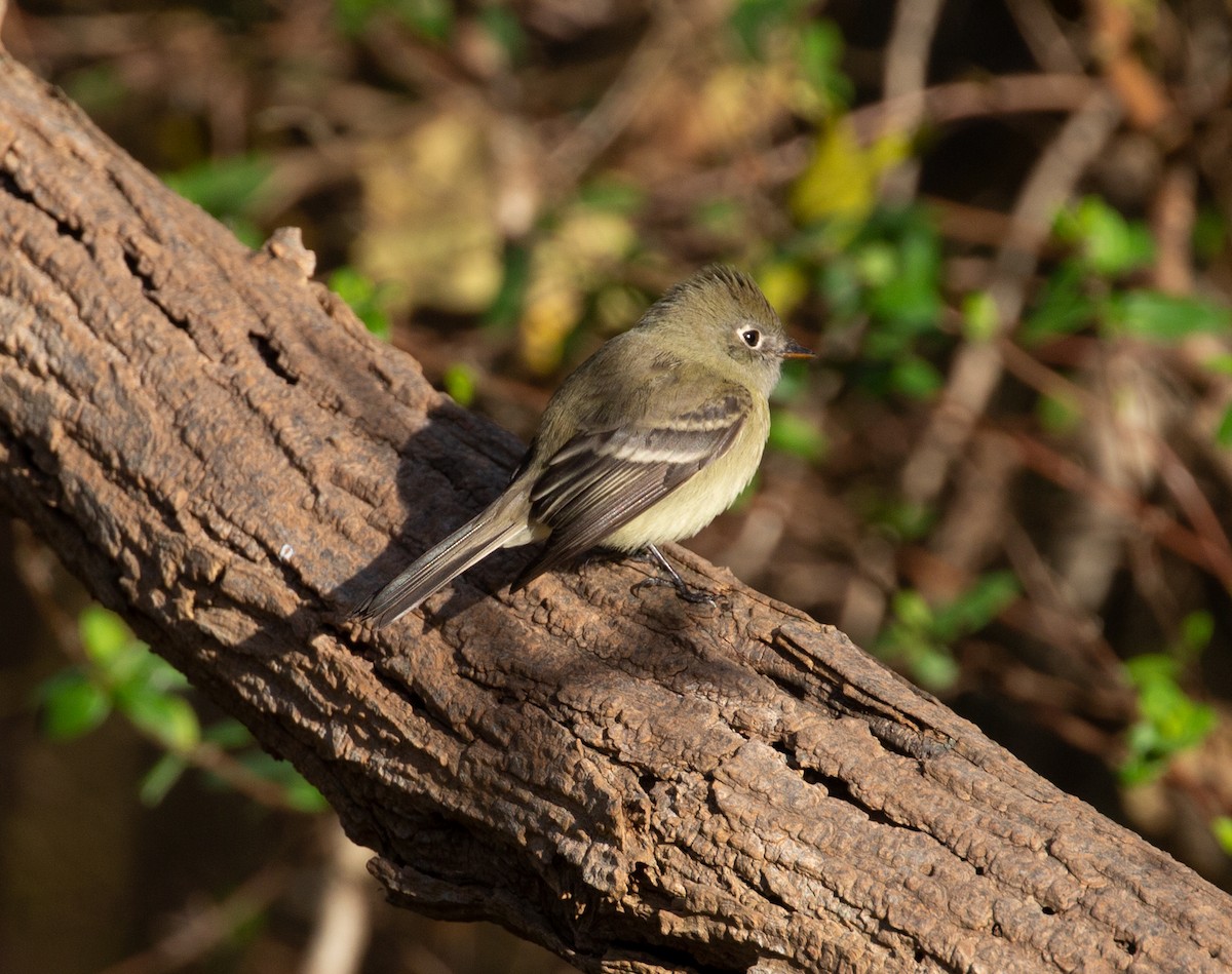 ML498527191 Hammond's Flycatcher Macaulay Library
