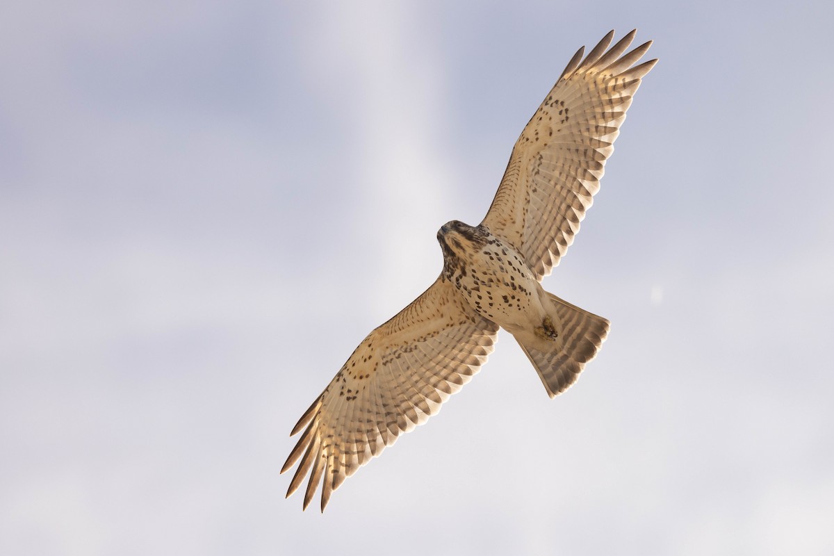 eBird Checklist - 28 Oct 2022 - Breezy Point Tip - 94 species (+5 other ...