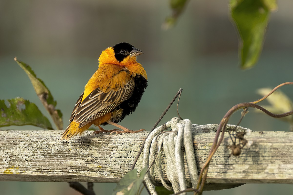 eBird Checklist - 28 Oct 2022 - Floyd Bennett Field--Community Gardens ...