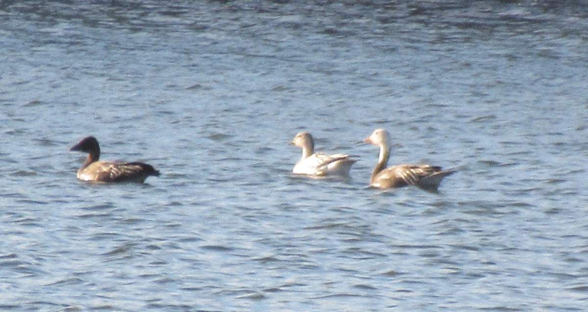 eBird Checklist - 28 Oct 2022 - Moorhead Lagoons - 6 species