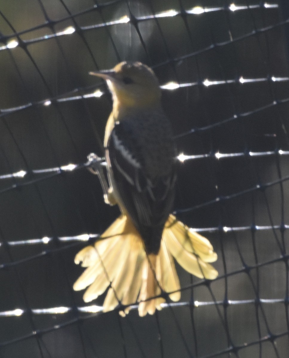 eBird Checklist - 29 Oct 2022 - Ridge Rd, Marshville - 2 species