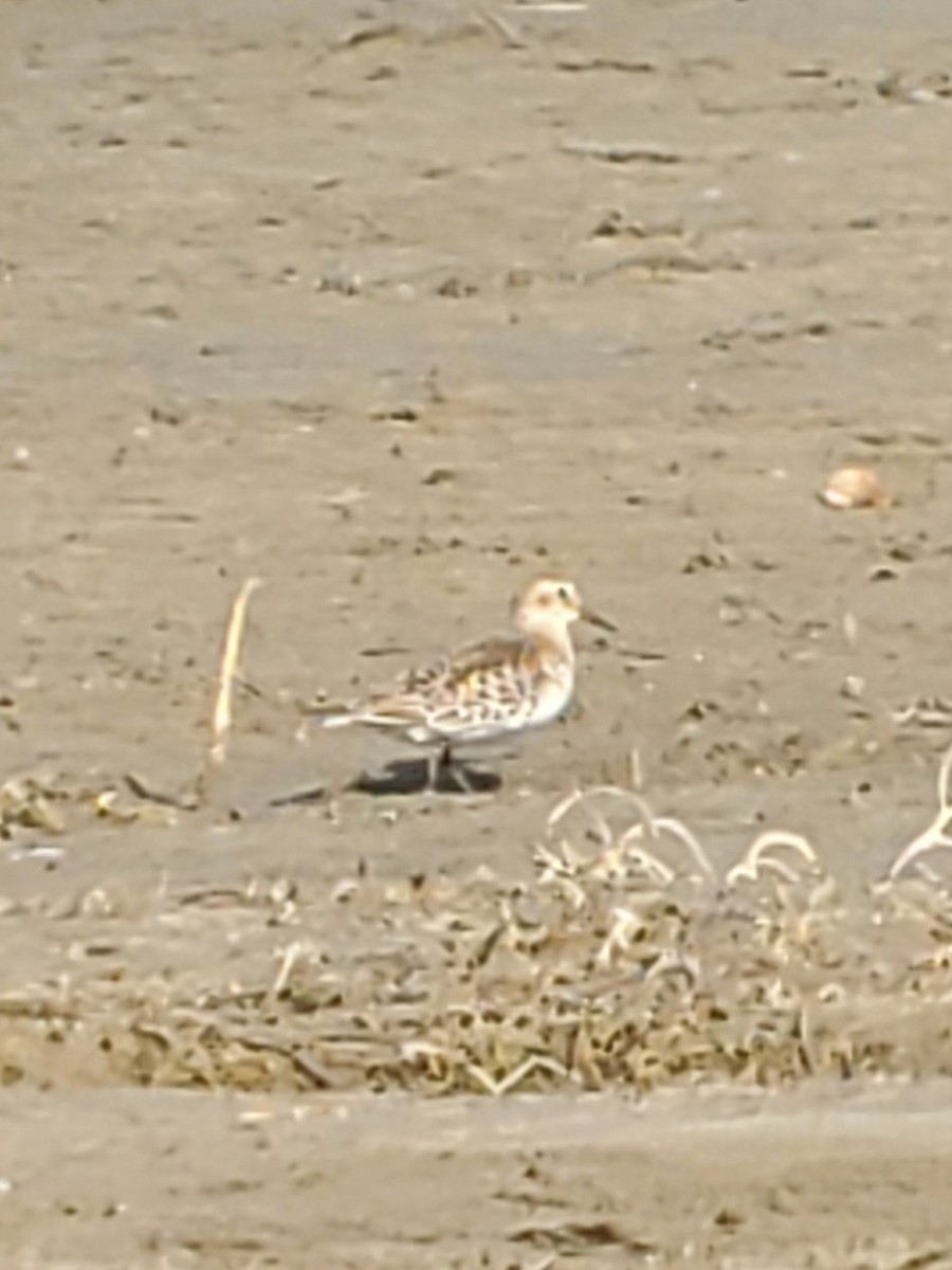eBird Checklist - 29 Oct 2022 - Cooney Reservoir - 22 species