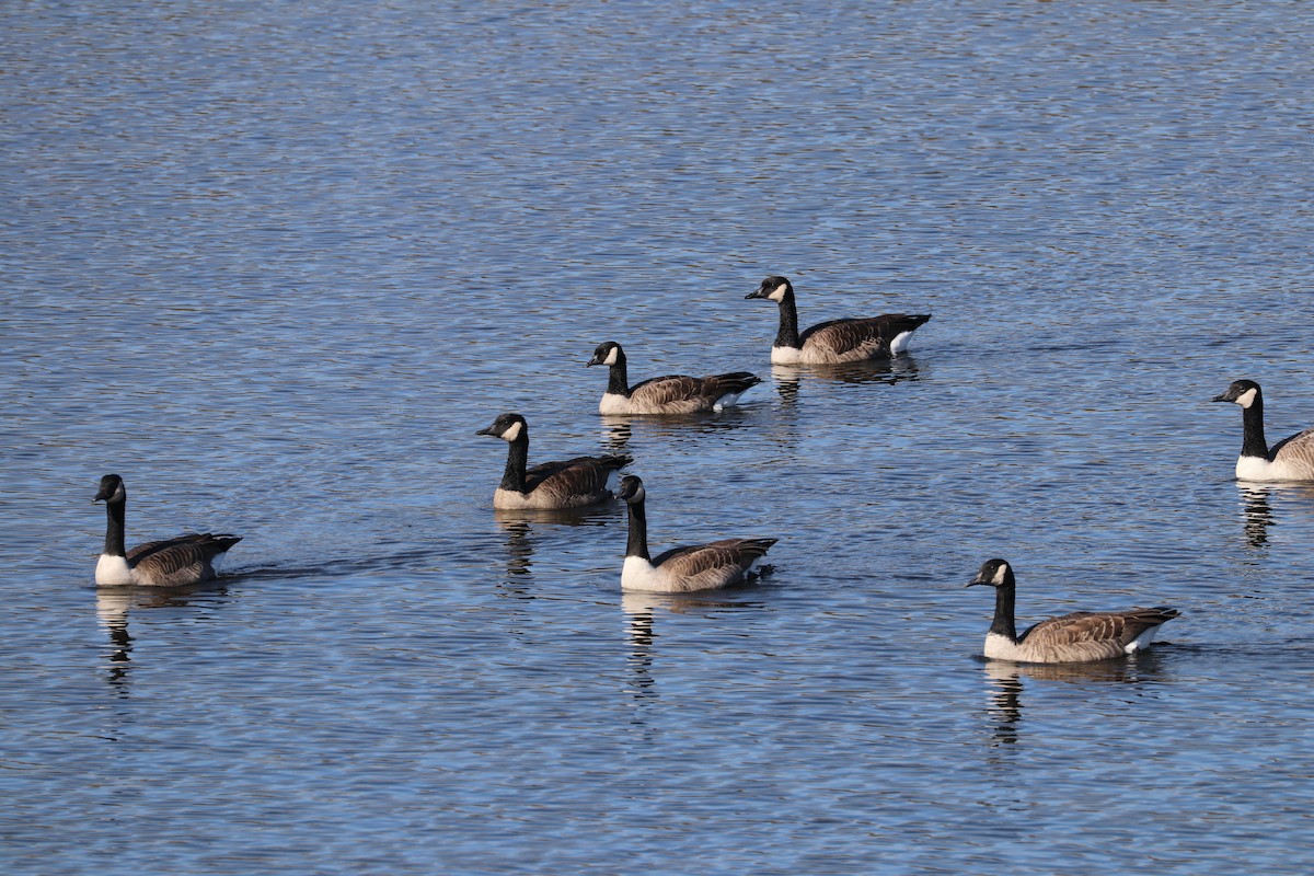 eBird Checklist - 29 Oct 2022 - Bensenville Ditch - 22 species