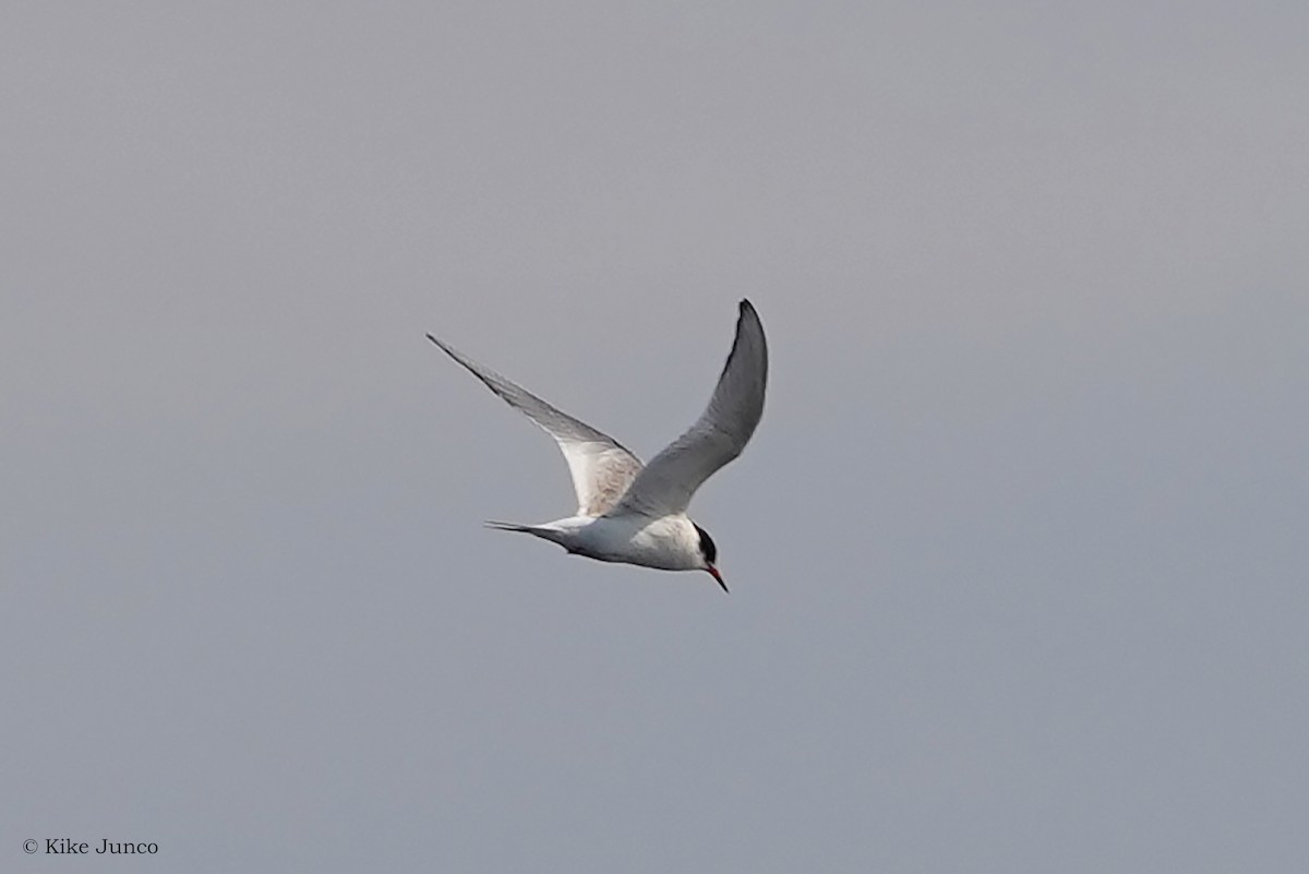 eBird Checklist - 23 Oct 2022 - Bermeo Pelagica - 10 species (+2 other ...