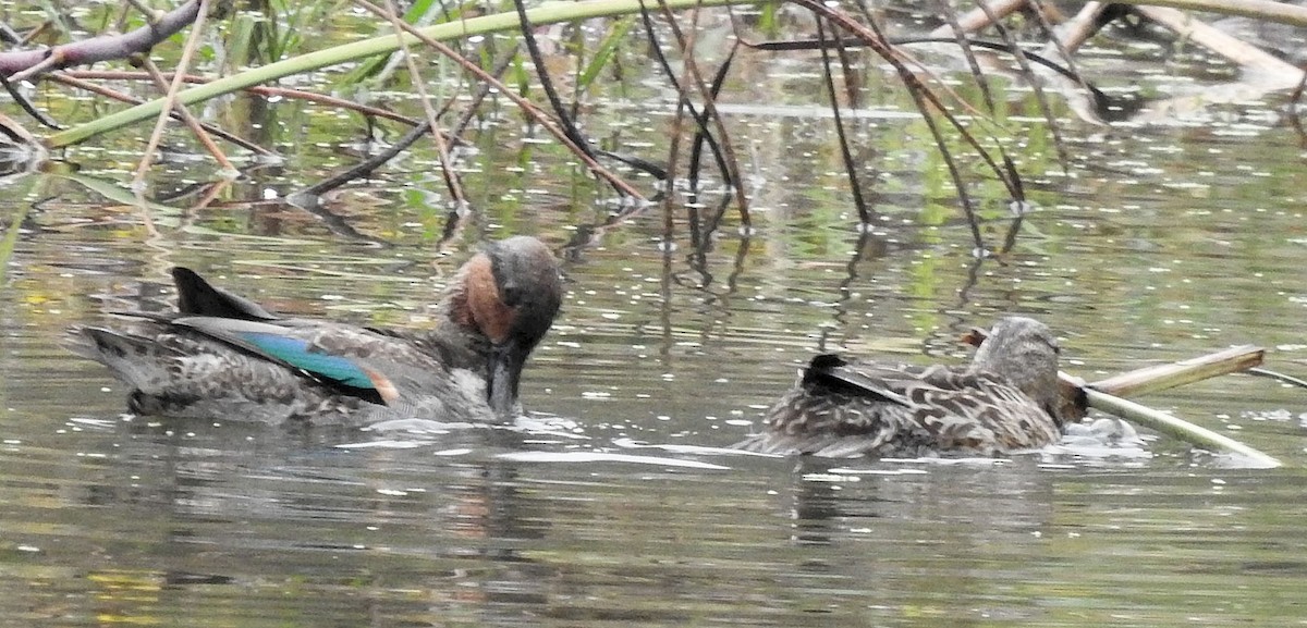 eBird Checklist - 29 Oct 2022 - Ellen Trout Park - 39 species