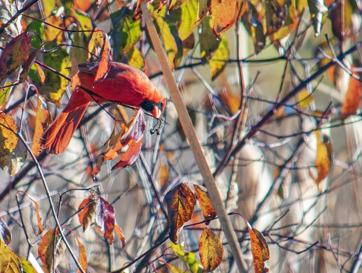 Mass Audubon eBird Checklist - 29 Oct 2022 - Great Meadows NWR--Concord ...
