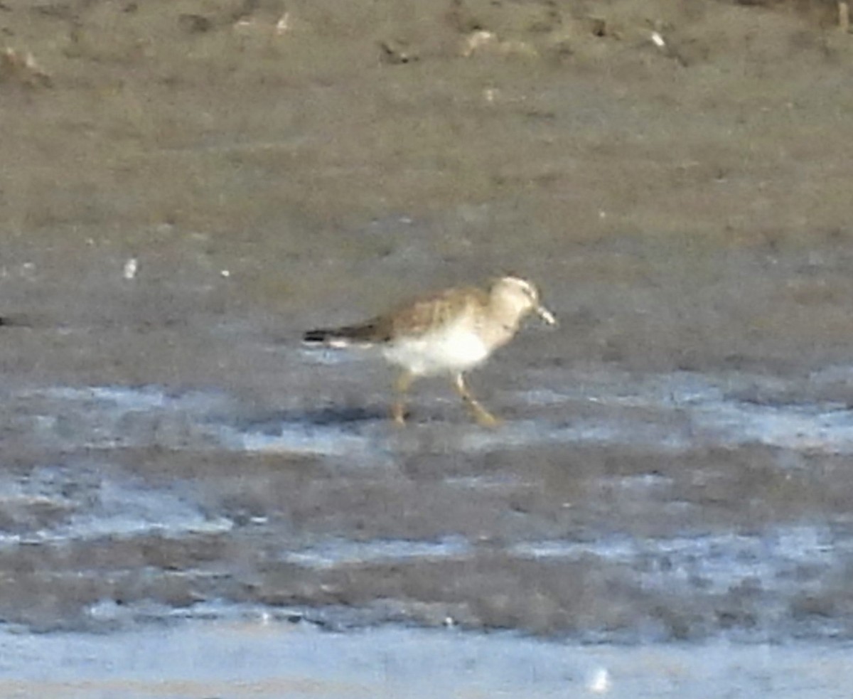 eBird Checklist - 29 Oct 2022 - Cooney Reservoir - 34 species (+2 other ...