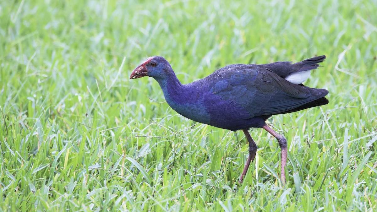 eBird Checklist - 28 Oct 2022 - Bernard Park - 10 species