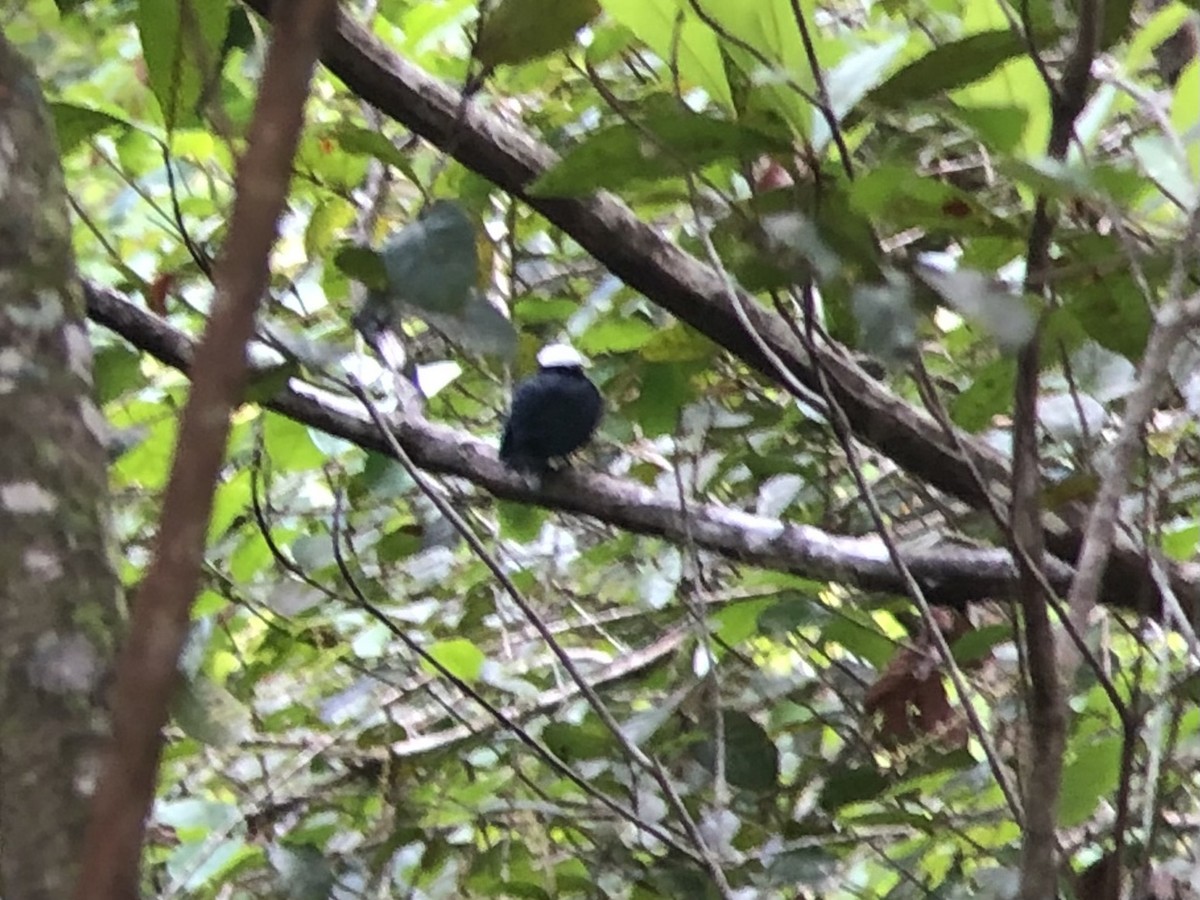 ML498760001 - White-crowned Manakin - Macaulay Library