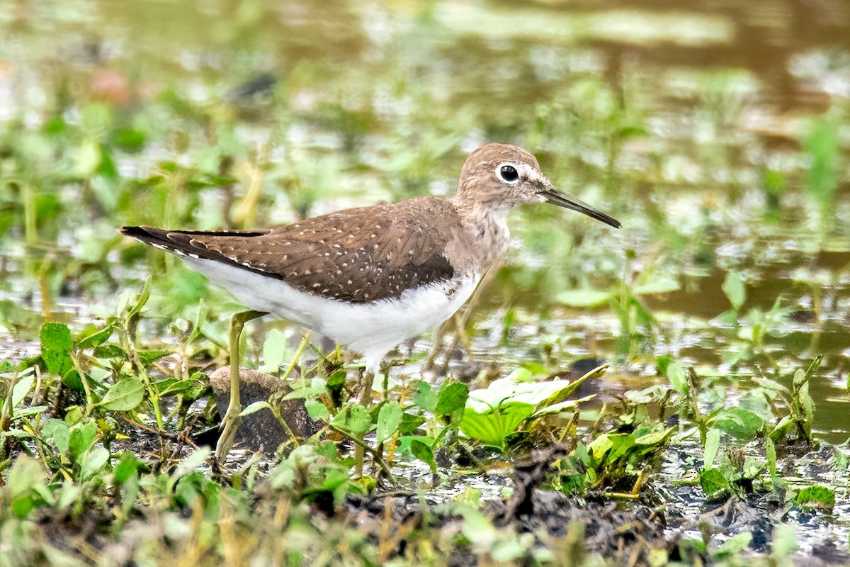 eBird Checklist - 29 Oct 2022 - Cameron Wight Park - 16 species