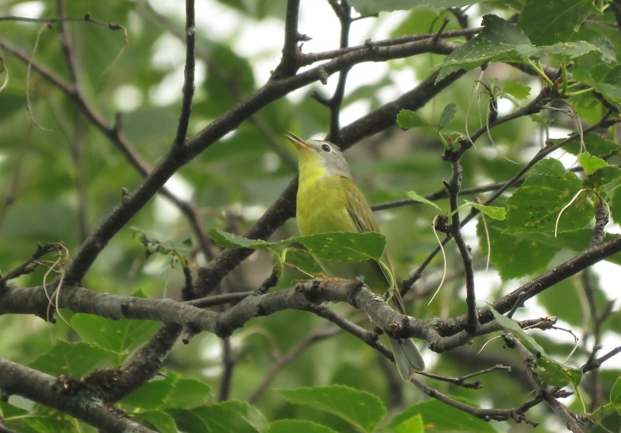 Tennessee x Nashville Warbler (hybrid) - eBird