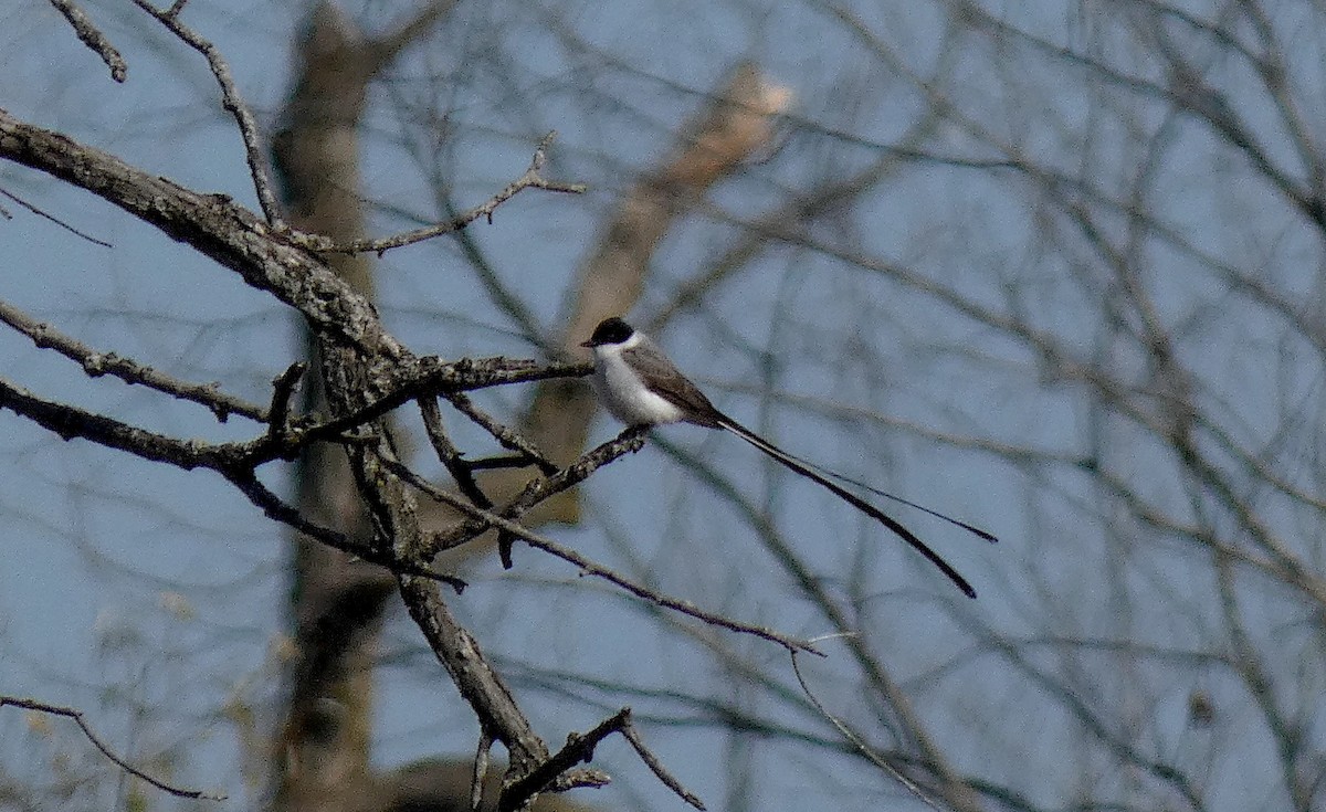 eBird Checklist - 29 Oct 2022 - Indiana Dunes NP--Great Marsh Trail - 6 ...