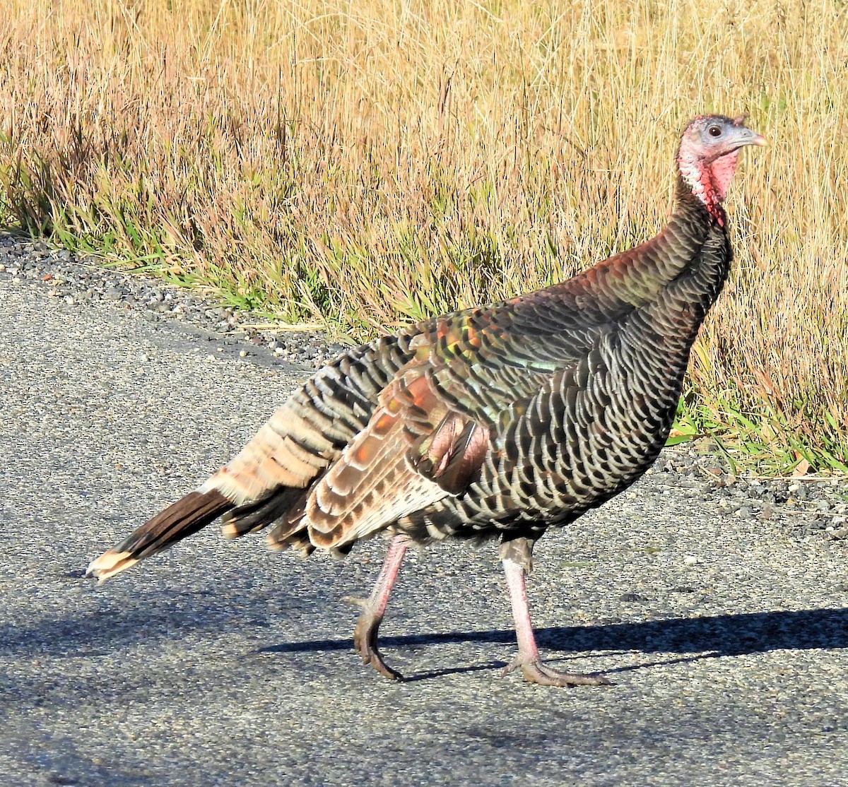 eBird Checklist - 29 Oct 2022 - Boyd Cooney Dam Rd - 4 species