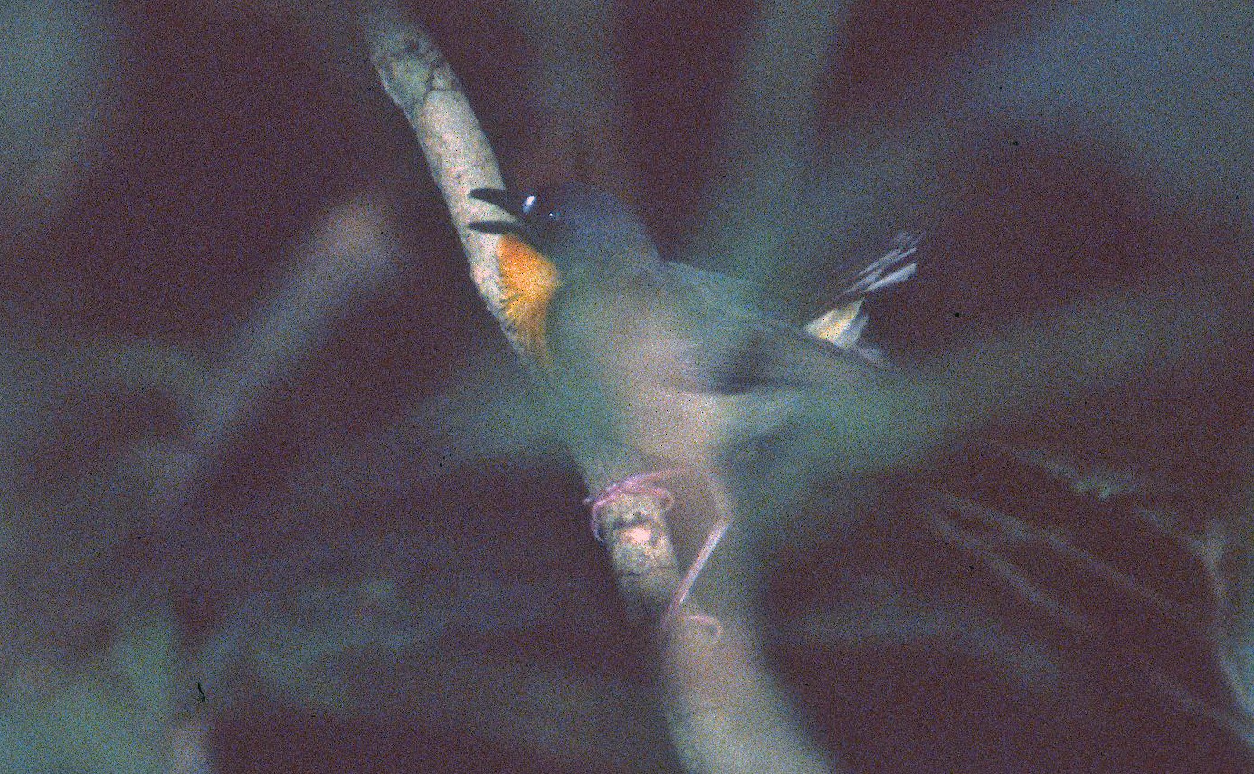 Olive-backed Forest Robin - eBird