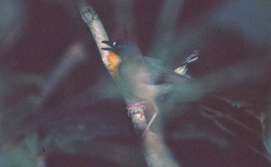 Olive-backed Forest Robin - eBird