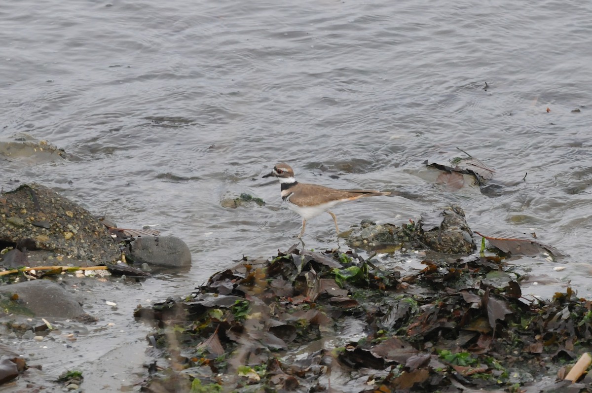 eBird Checklist - 29 Oct 2022 - Neah Bay--town and bay only - 8 species