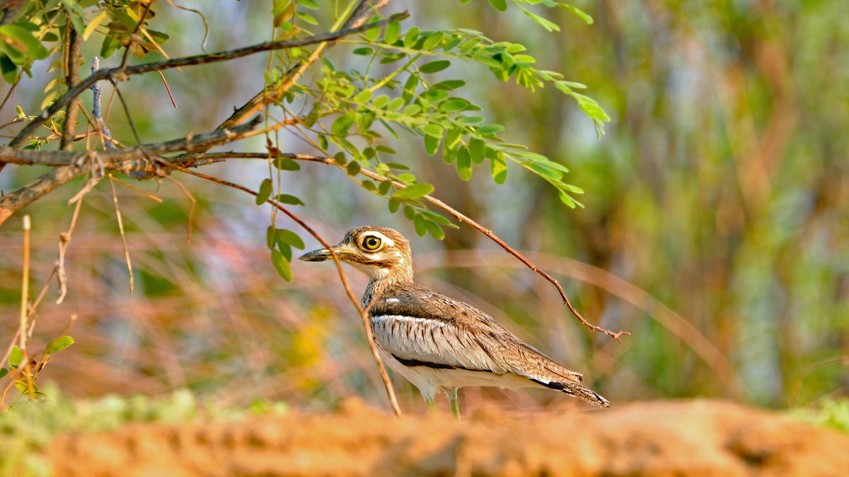 eBird Checklist - 21 Oct 2022 - Kanyemba Island (Zambezi River/Kafue ...