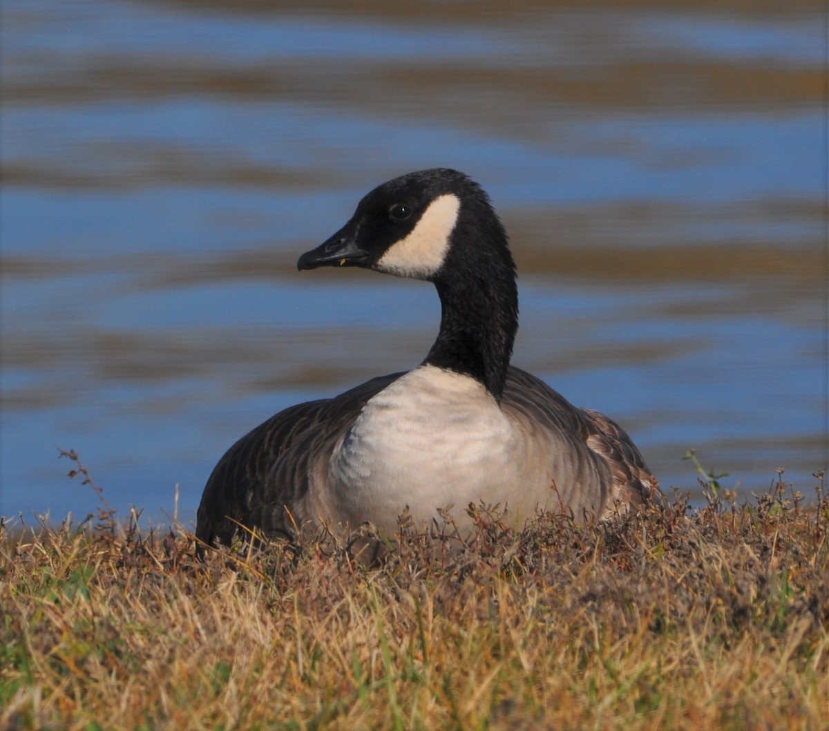 eBird Checklist - 29 Oct 2022 - Lake Yankton (Nebraska) - 5 species (+1 ...
