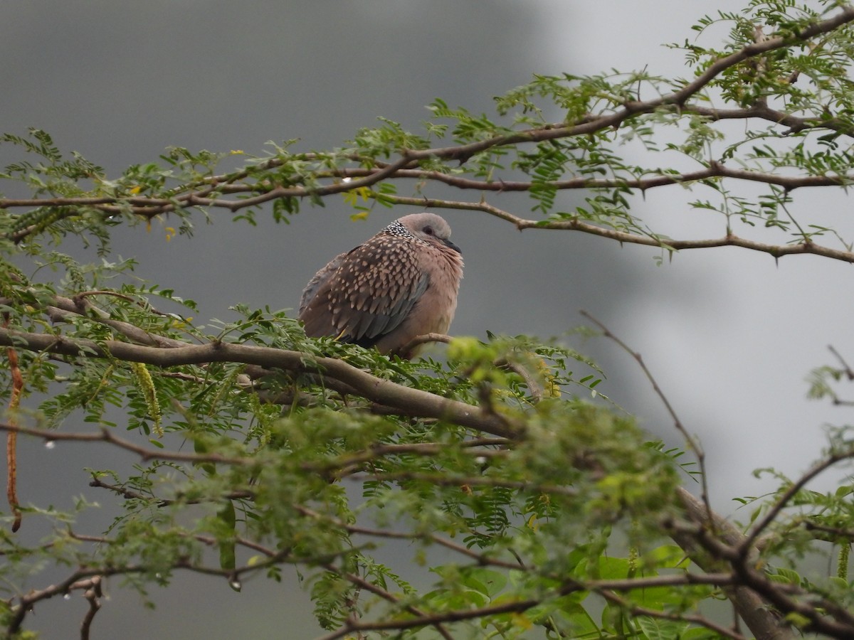eBird Checklist - 30 Oct 2022 - Salim Ali Centre for Ornithology and ...