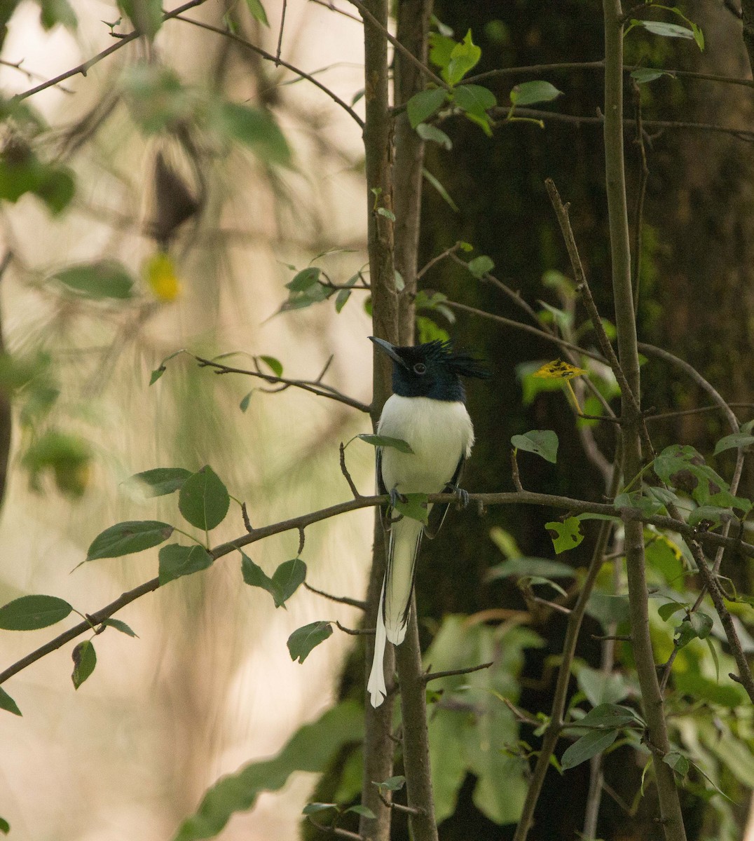 eBird India Checklist - 8 Oct 2022 - Bir, Namlang Jungle - 27 species ...