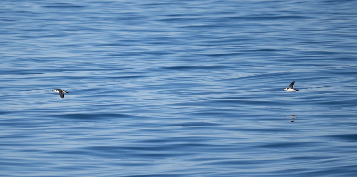 eBird Checklist - 29 Oct 2022 - New Hampshire Waters between Isles of ...