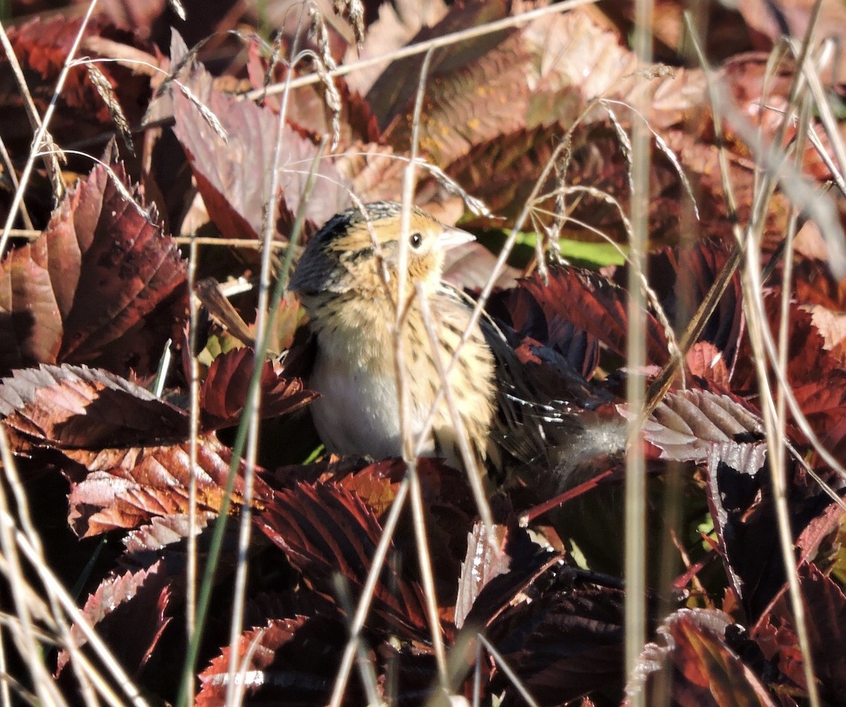 eBird Checklist - 30 Oct 2022 - Wachusett Reservoir--Gate 37 - 6 species