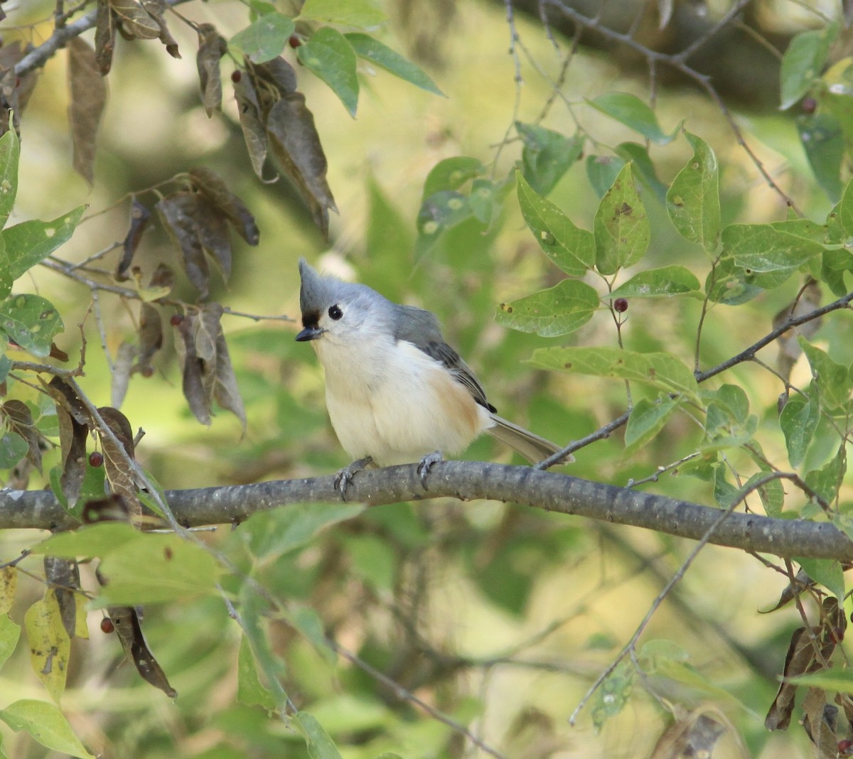 eBird Checklist - 30 Oct 2022 - Berger Rd - 9 species