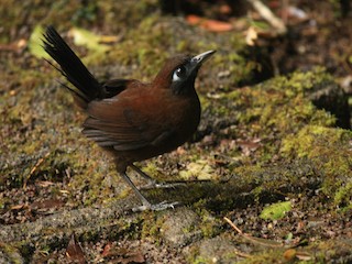 Zeledon's Antbird - Hafferia zeledoni - Birds of the World