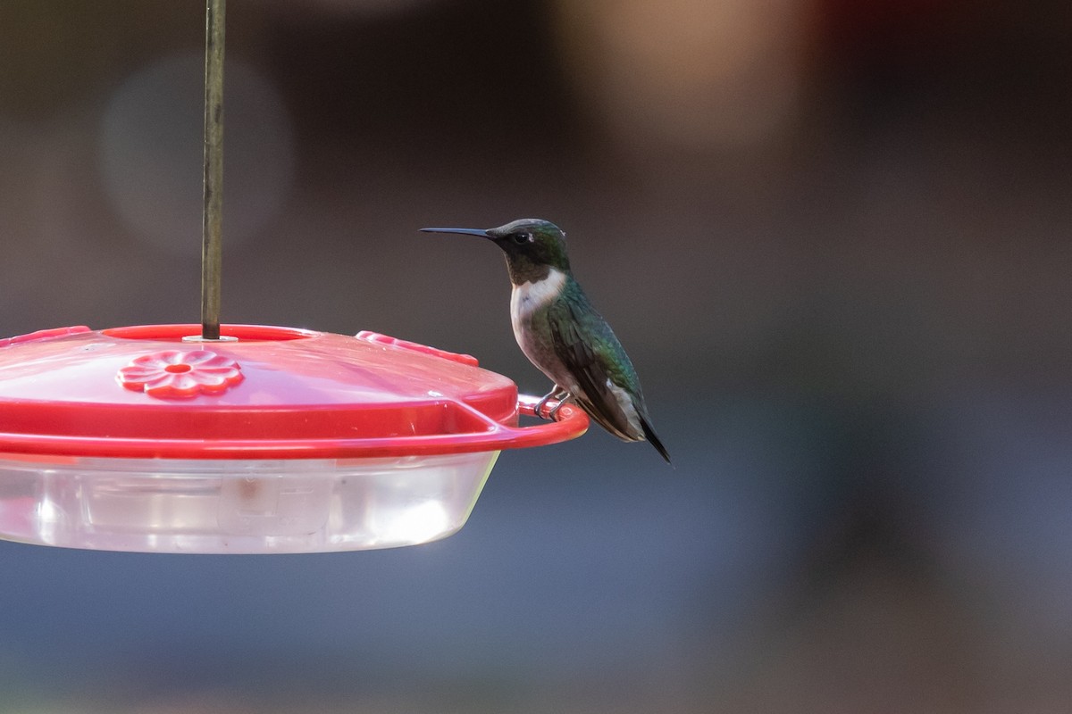 eBird Checklist - 30 Oct 2022 - Woolf Road Yard - 3 species (+1 other taxa)