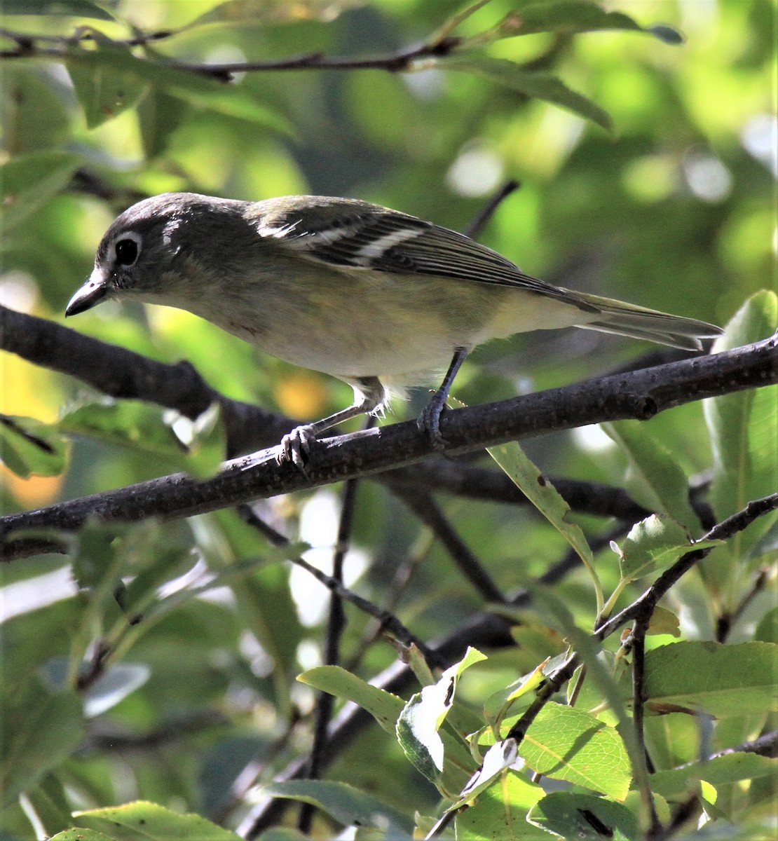 eBird Checklist - 30 Oct 2022 - Mule Pass Yard - 30 species