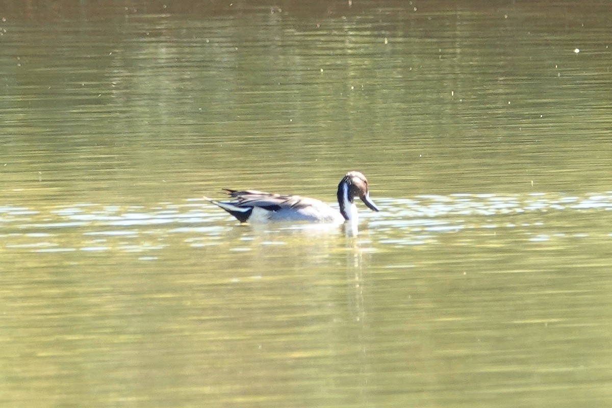 eBird Checklist - 29 Oct 2022 - Riparian Preserve at Gilbert Water ...