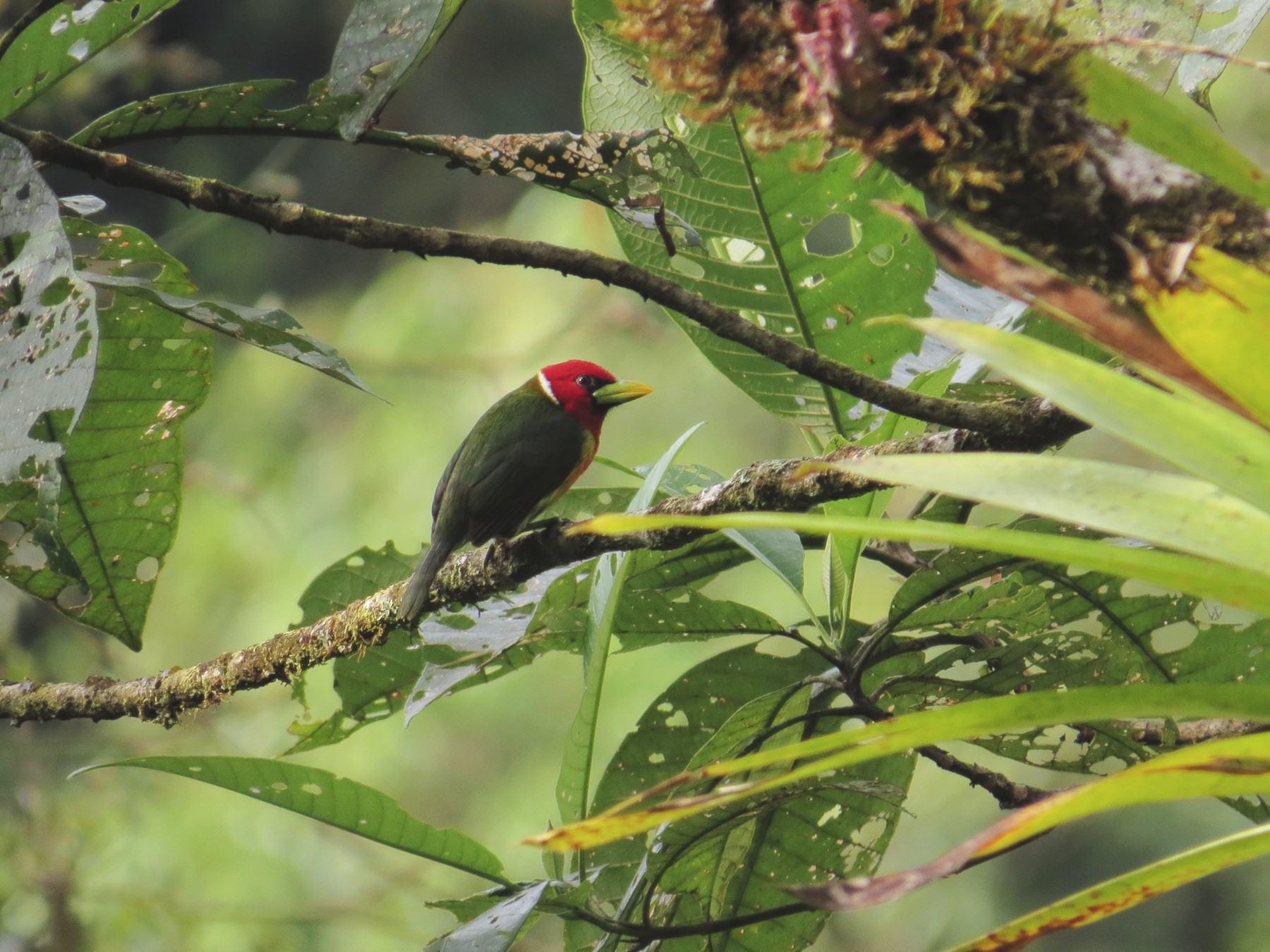 Red-headed Barbet - eBird
