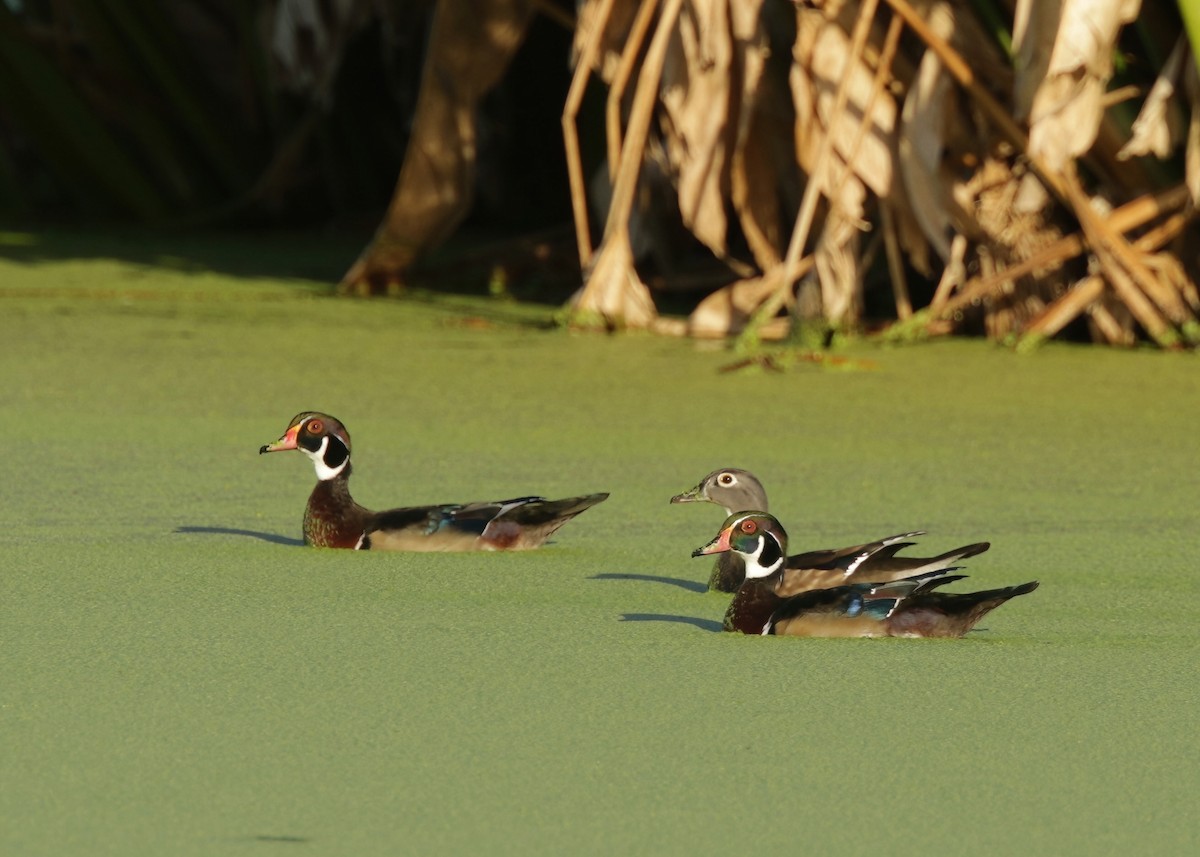eBird Checklist - 30 Oct 2022 - Peaceful Waters Sanctuary - 54 species