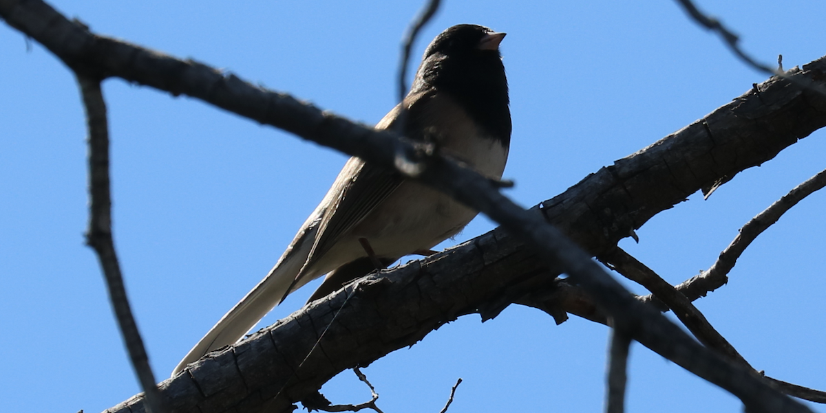 eBird Checklist - 25 Oct 2022 - Bear Mountain Ranch - 20 species (+2 ...