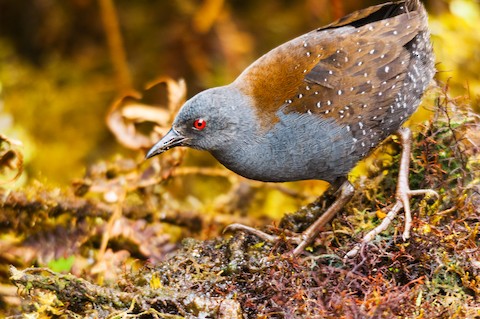 Galapagos Rail