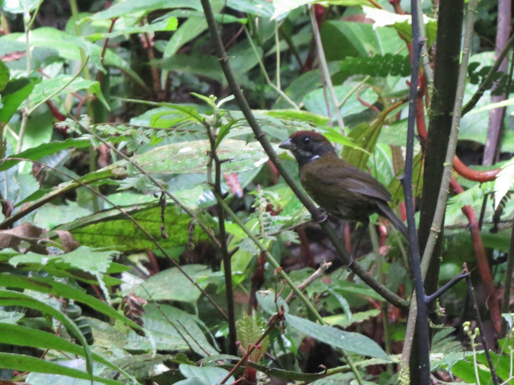 Cerquero carisucio - eBird