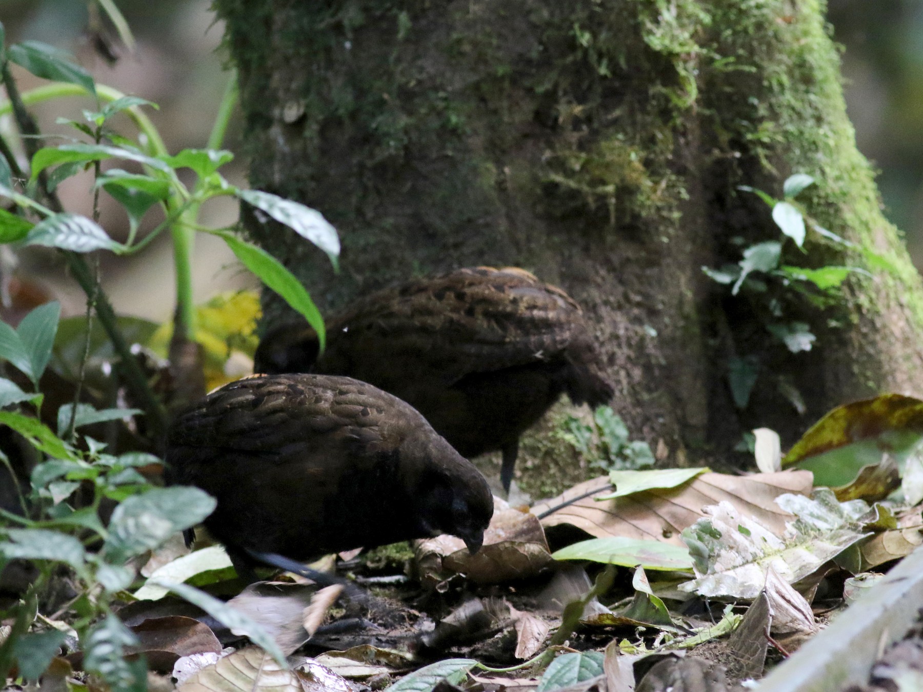 Black-breasted Wood-Quail - eBird