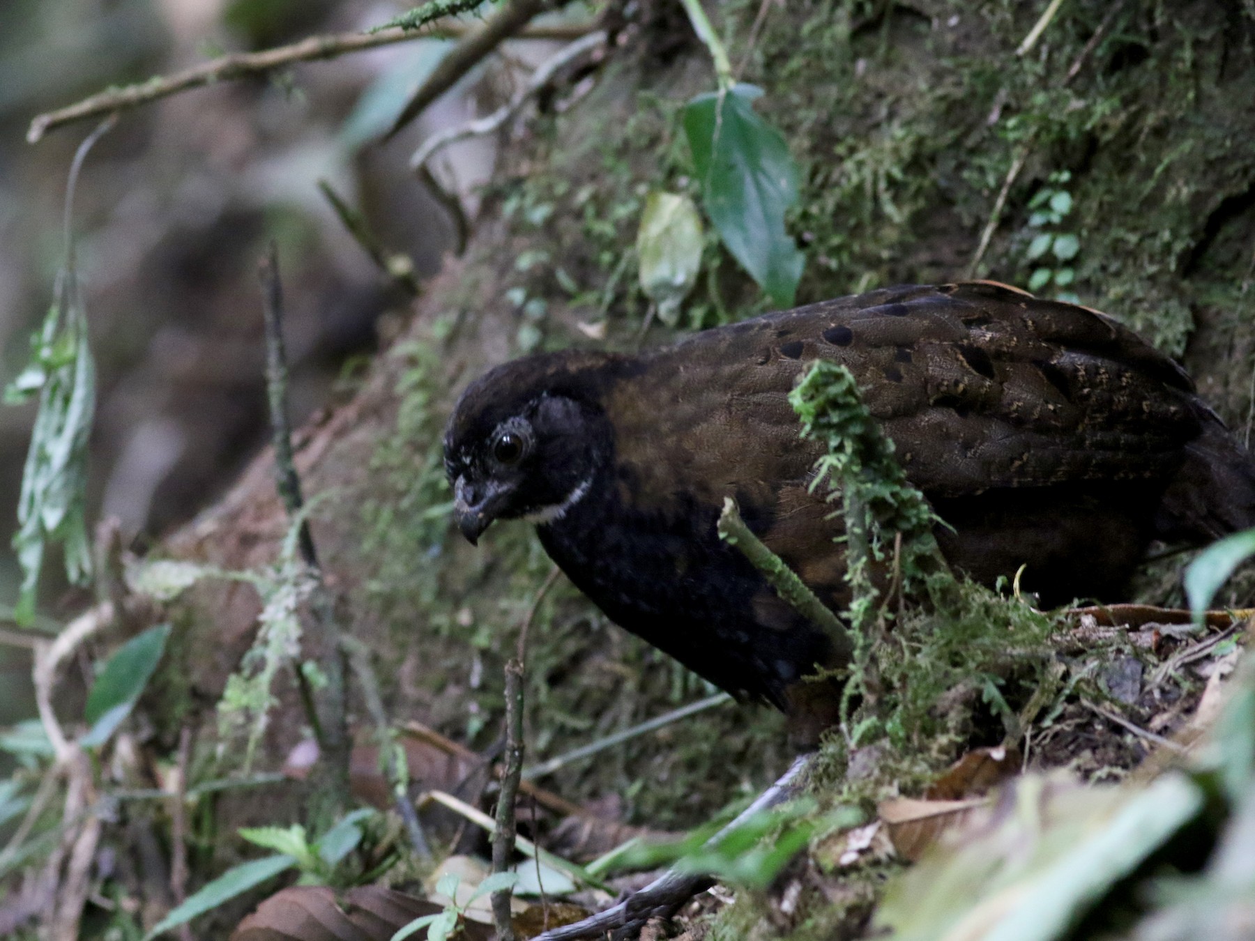 Black-breasted Wood-Quail - eBird