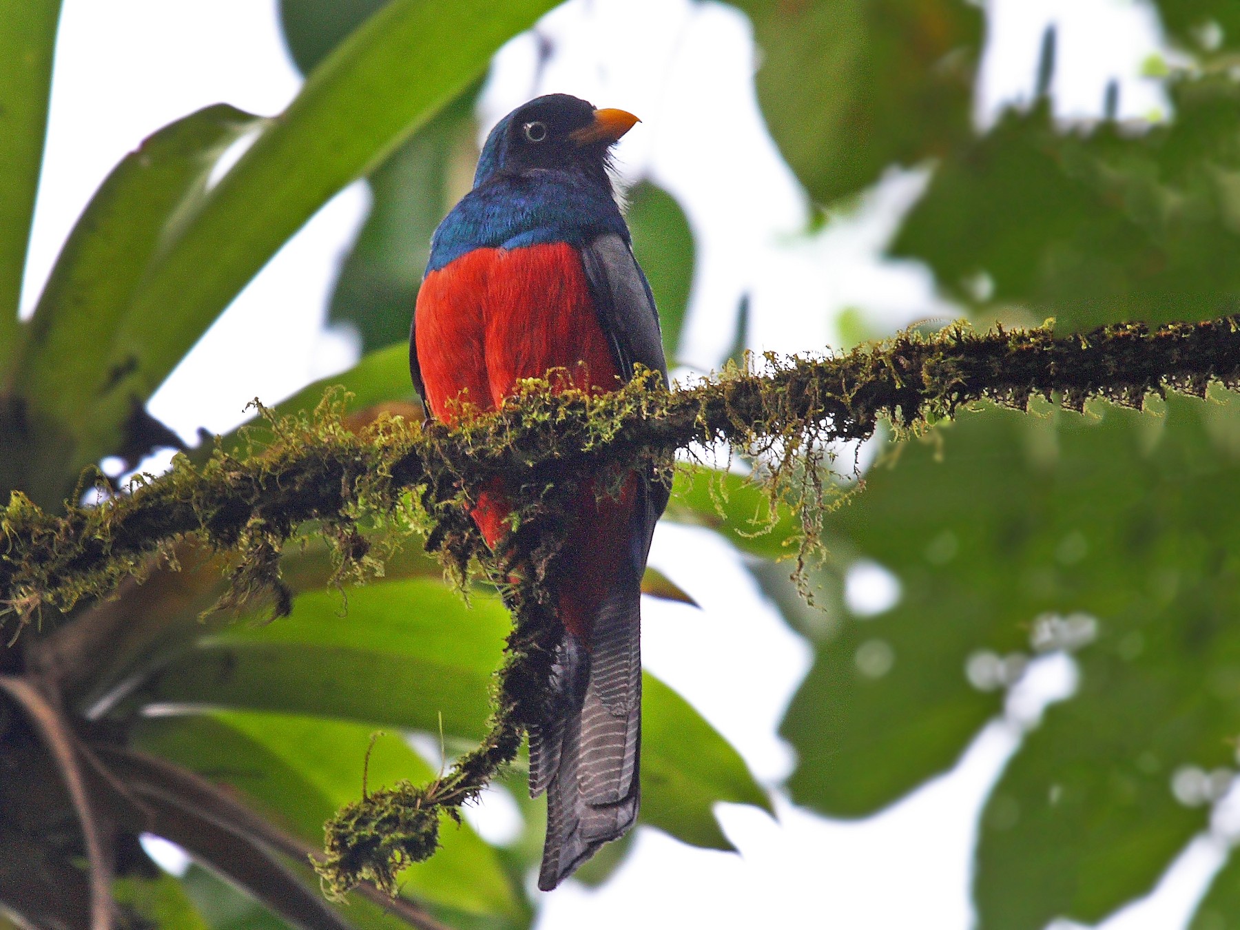 Lattice-tailed Trogon - eBird Chile