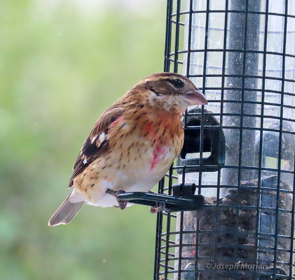 Rose-breasted Grosbeak - Pheucticus ludovicianus - Media Search ...