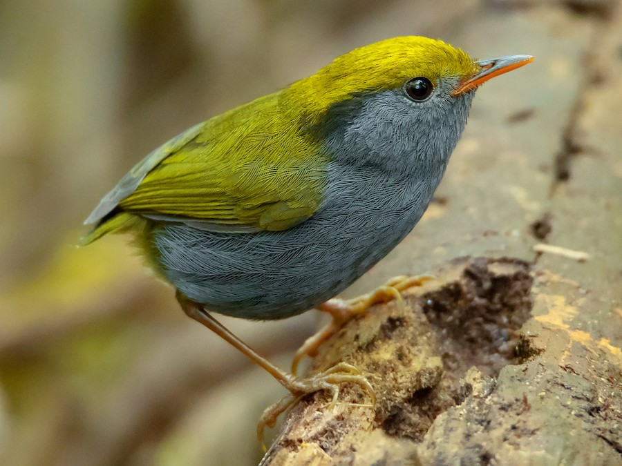 Tesia pizarrosa - eBird