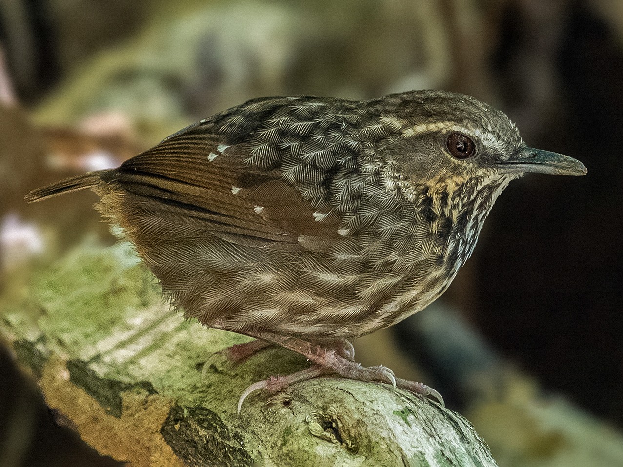 Eyebrowed Wren-Babbler - eBird
