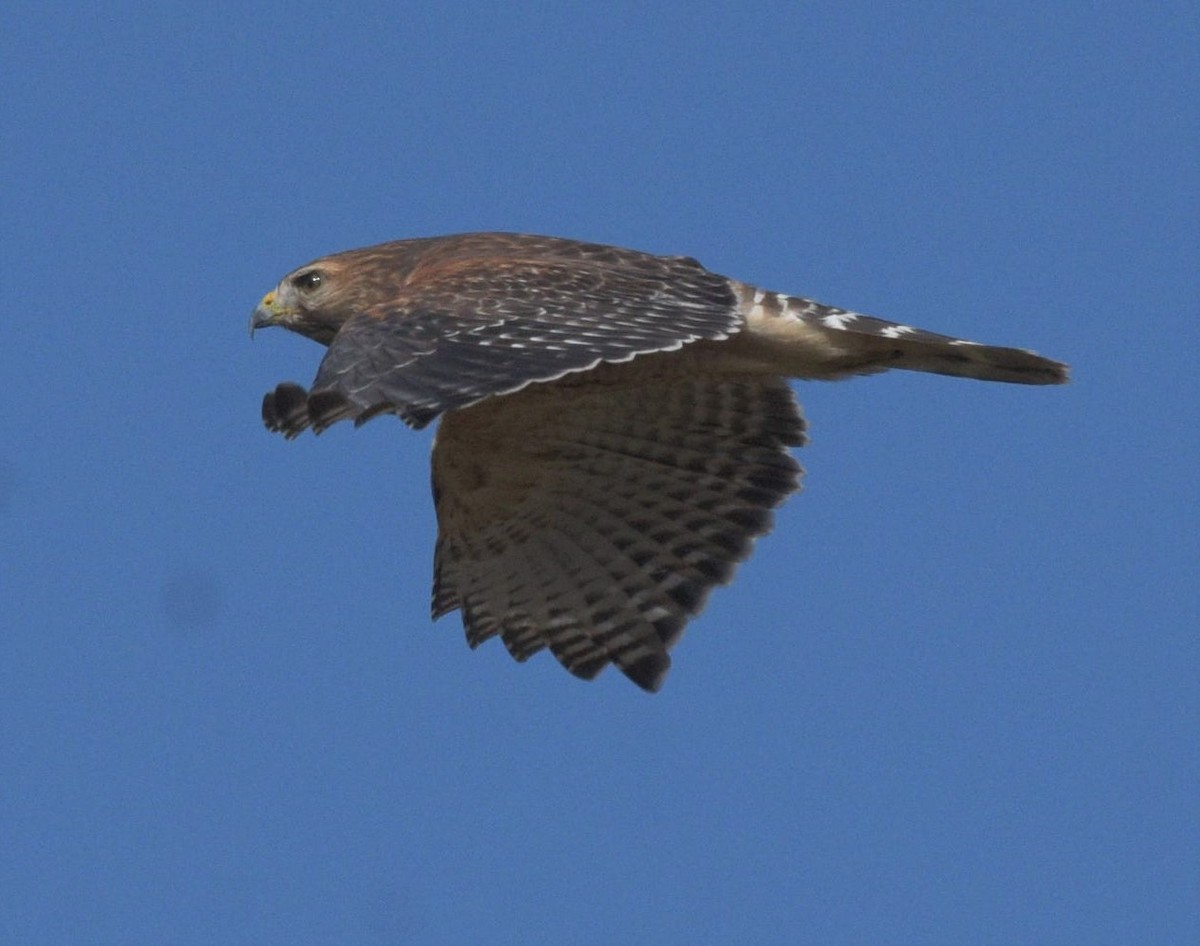 eBird Checklist - 30 Oct 2022 - Merrill Creek Reservoir--Scotts ...