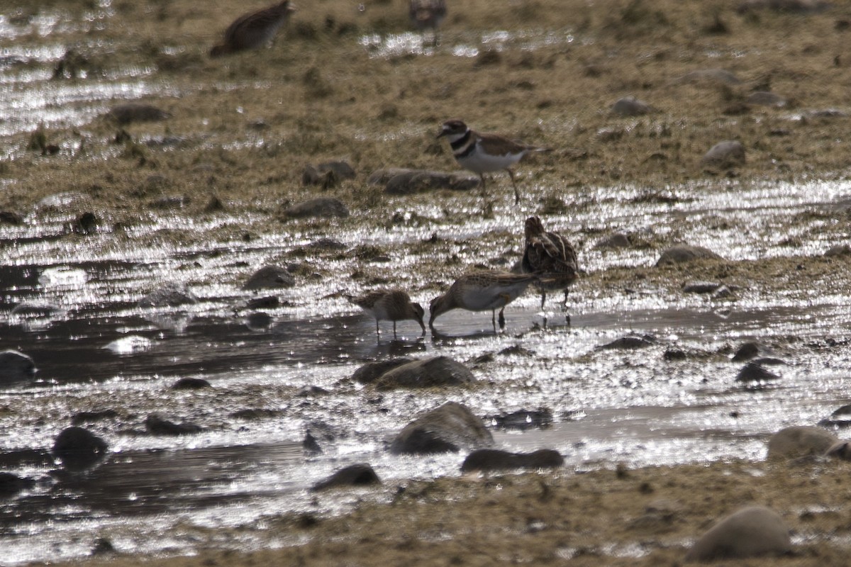 eBird Checklist - 30 Oct 2022 - Fawn River State Fish Hatchery - 16 species