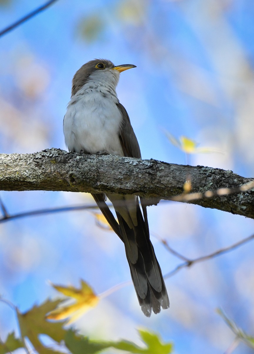 eBird Checklist - 30 Oct 2022 - Great Meadows NWR--Concord Unit - 4 species