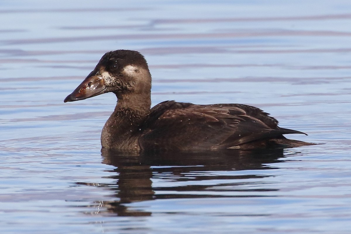 eBird Checklist - 30 Oct 2022 - Pyramid Lake-Nine Mile Beach - 1 species