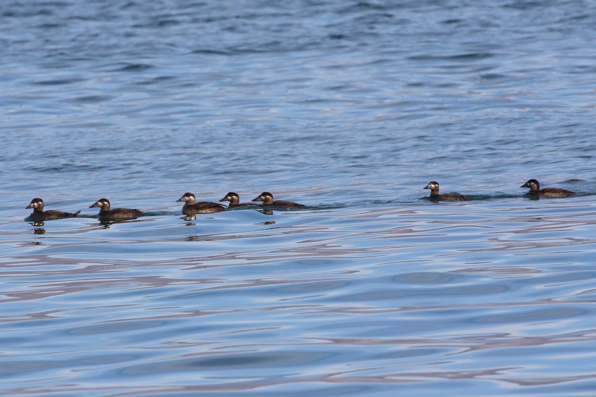 eBird Checklist - 30 Oct 2022 - Pyramid Lake-Pelican Point - 1 species